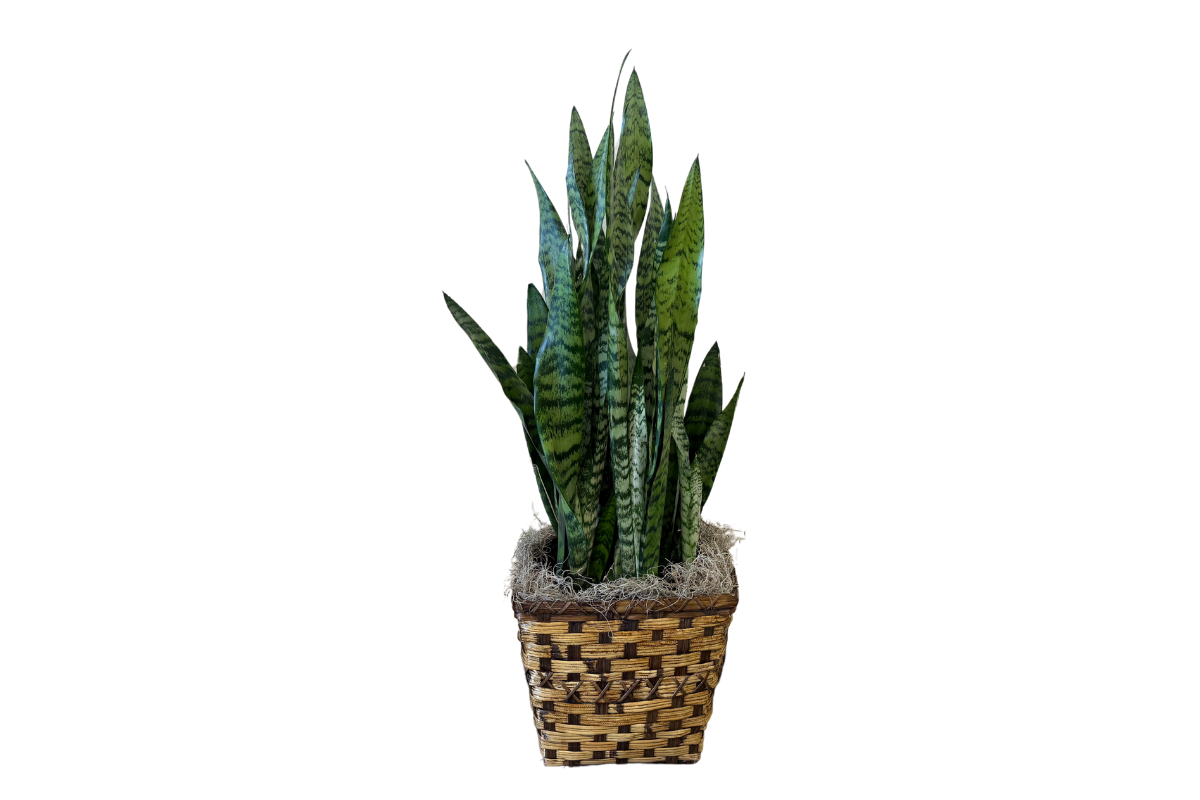 Snake Plant, 8" Pot – Denton Florist